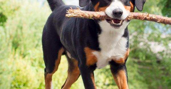 Legetøj til hunde - Aktiveringslegetøj – Fysisk og mentalt