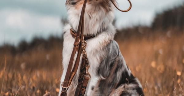 Hundesnor og liner - mange materialer & farver til din hund